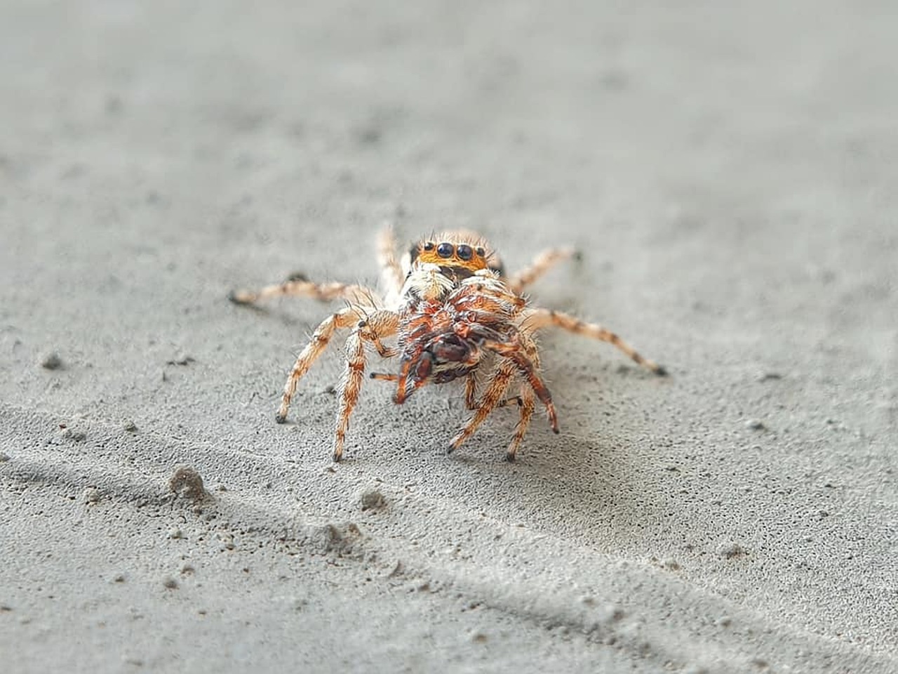 10 remèdes non toxiques contre les acariens pour votre maison